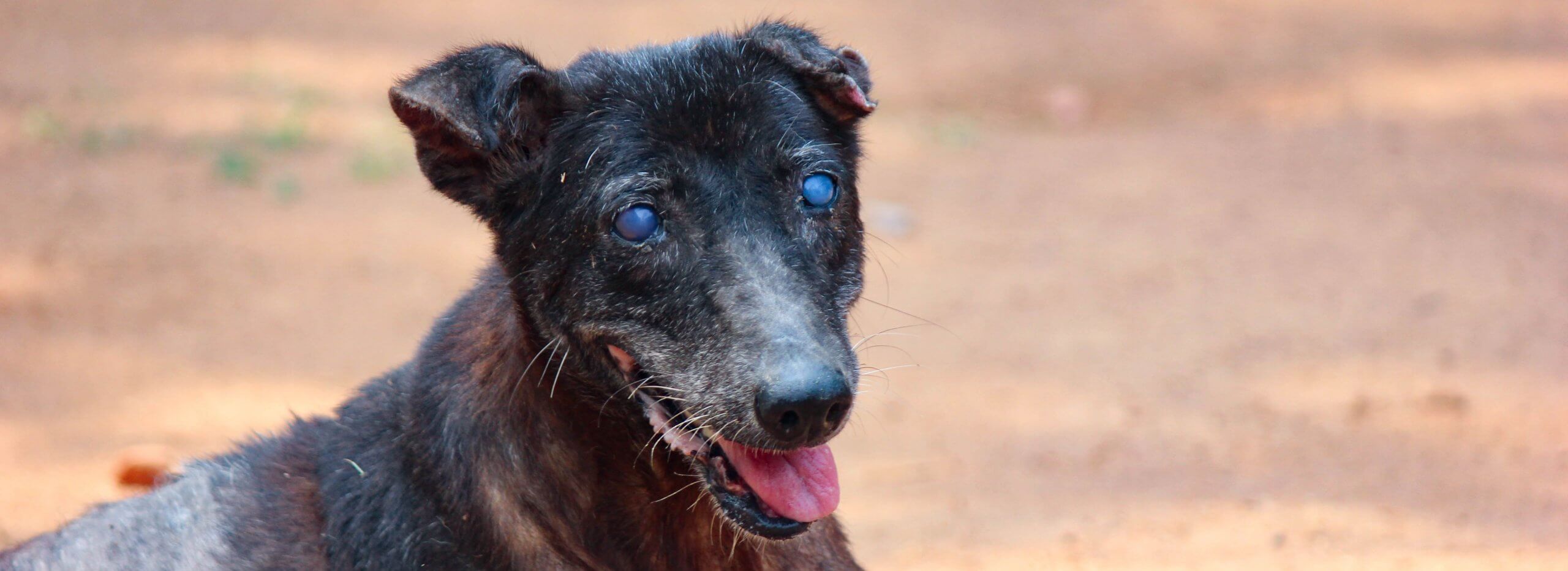 Join Our Mission to Help Dogs in Need